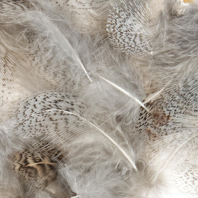 Veniard English Partridge Grey Neck 1g | Fly Tying Materials \ Feathers ...